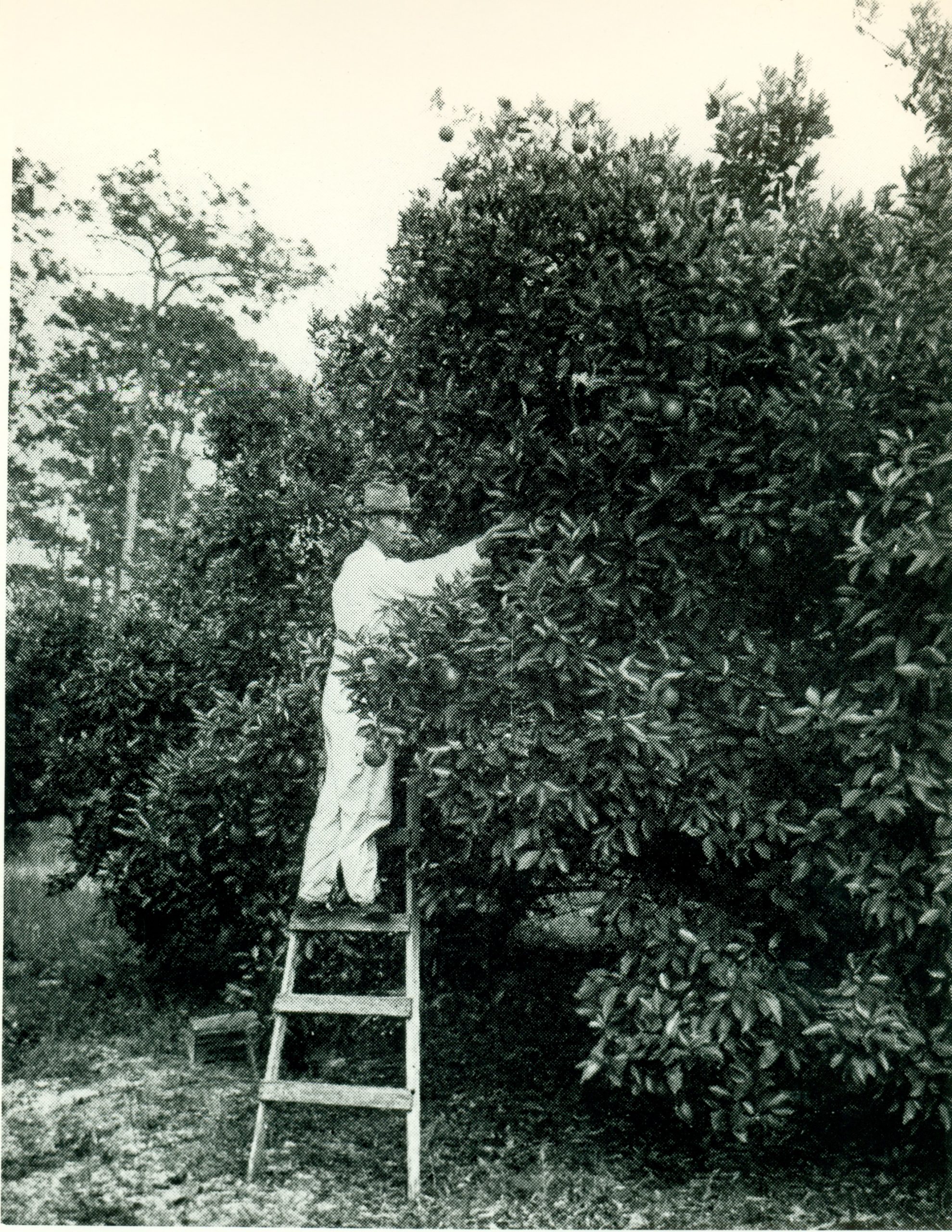 Lue Gim Gong: A Chinese American Pioneer and the Citrus Wizard of ...