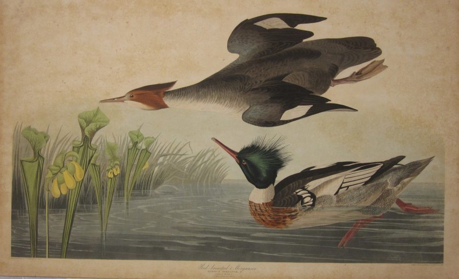 Research Highlights, Part 9: John James Audubon’s Birds of America ...